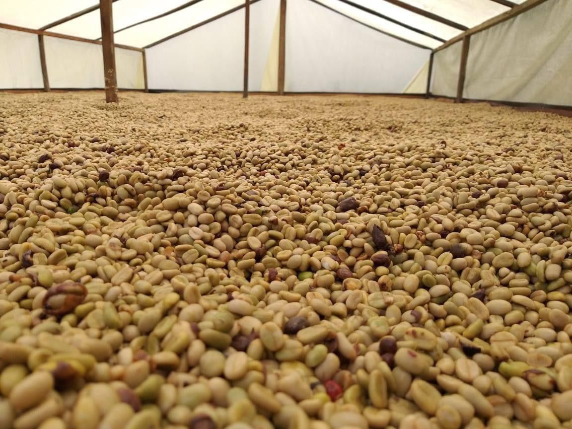Coffee beans – Cattleya